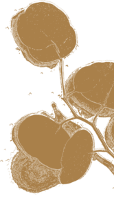 Ohlone Tribe | Ohlone Tribe